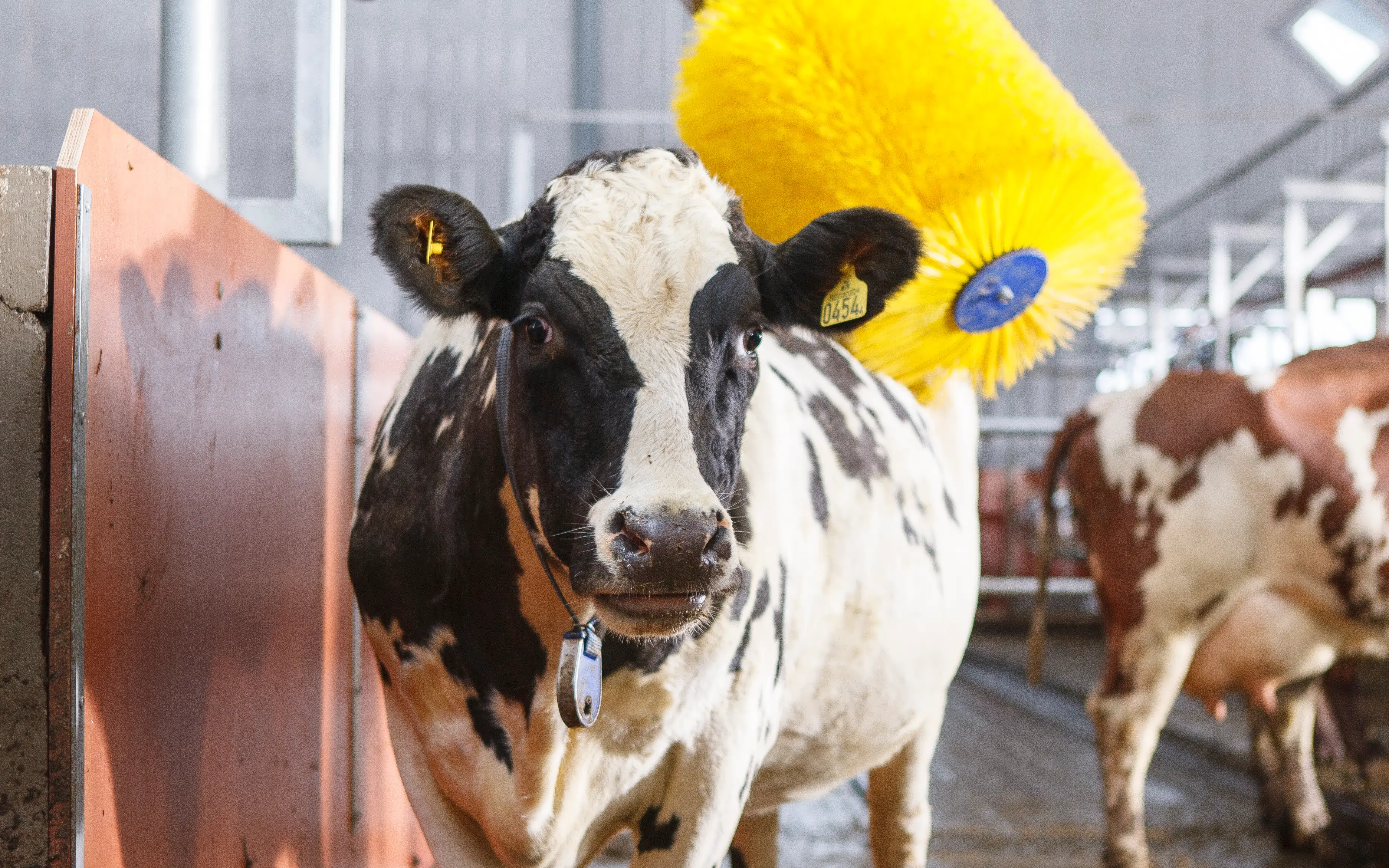 Will Machine Learning Transform the Dairy Industry?