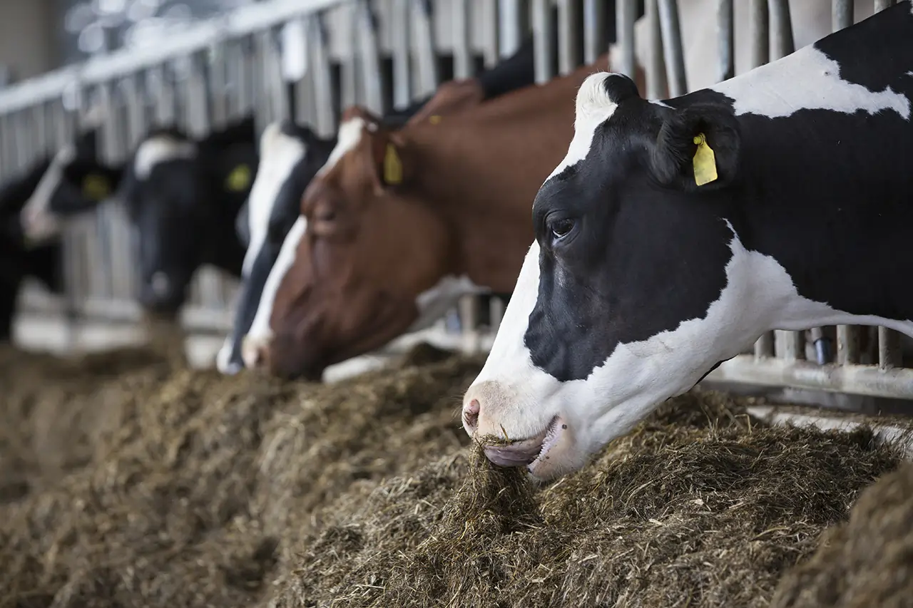 Will Machine Learning Transform the Dairy Industry?