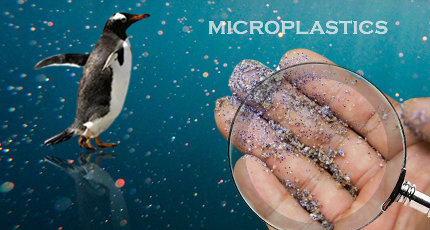 Microplastics Antarctica examined water penguin droppings